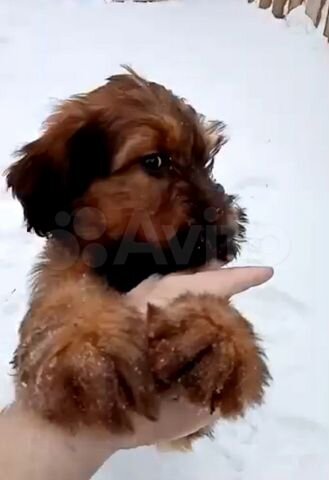 Бриар - 2 щенка