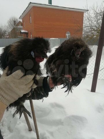 Петух китайский шёлковый