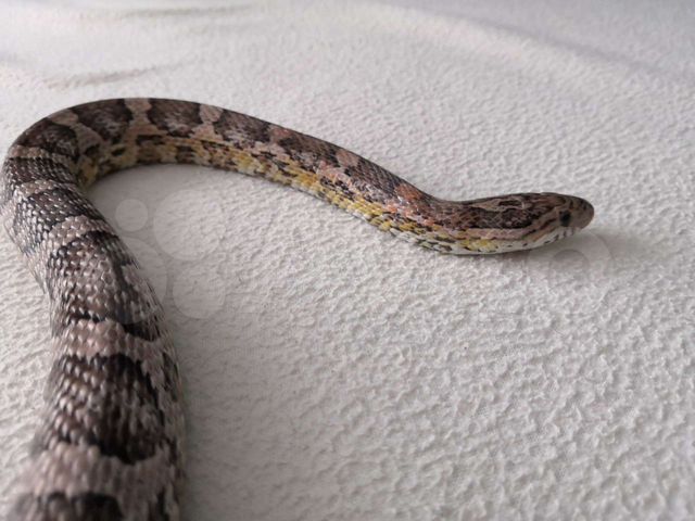 Маисовый полоз