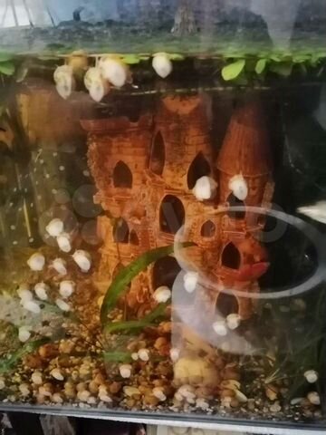 Улитки Жёлтые ампулярии