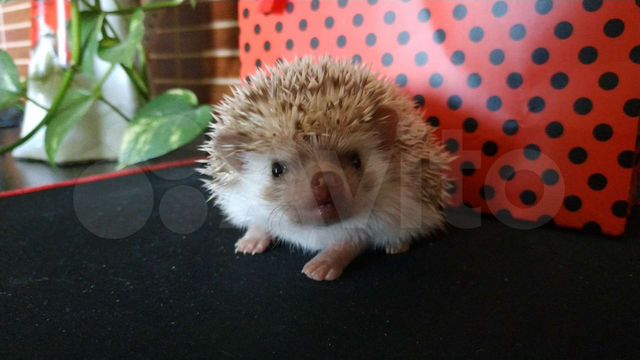 Африканские ежата мальчики и девочки