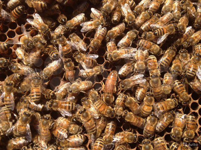 Пчелопакеты - Бакфаст с маткой 2021 года
