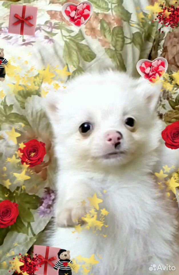 Шпиц белоснежка мальчик