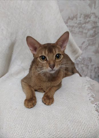 Аби кошечка