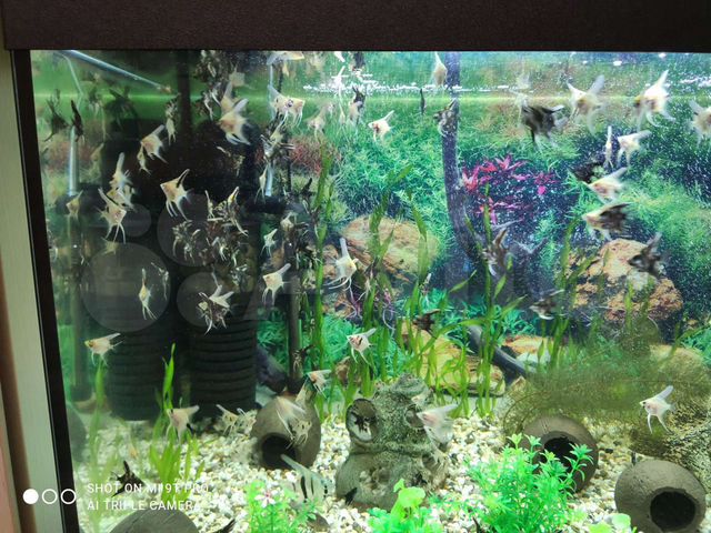 Подростки скалярий (кои и мраморные)