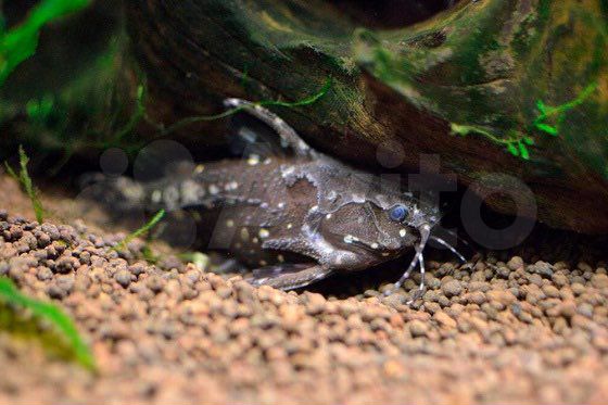 Сом Агамикс