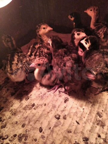 Индюшата недельные