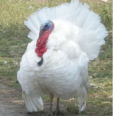 Индюшиное яйцо инкубационное