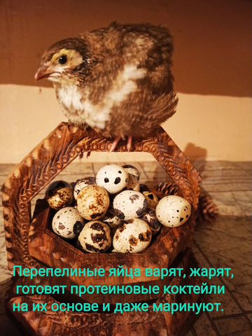 Перепела, инкубационные яйца