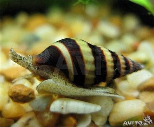 Улитка Хелена(улиткоед)