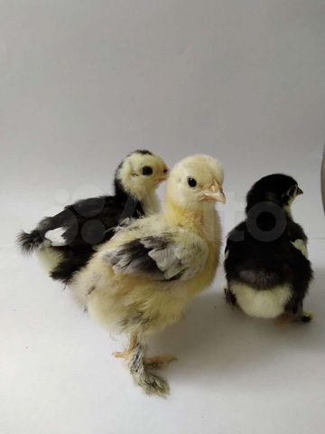 Цыплята ухейилюй кохинхин Виандот